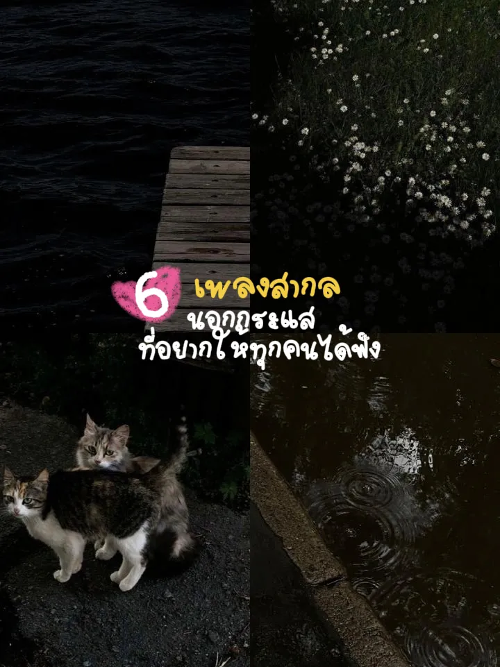 รวมเพลงสากล เพราะติดหู ความหมายดี💖 | แกลเลอรีที่โพสต์โดย piploy | Lemon8