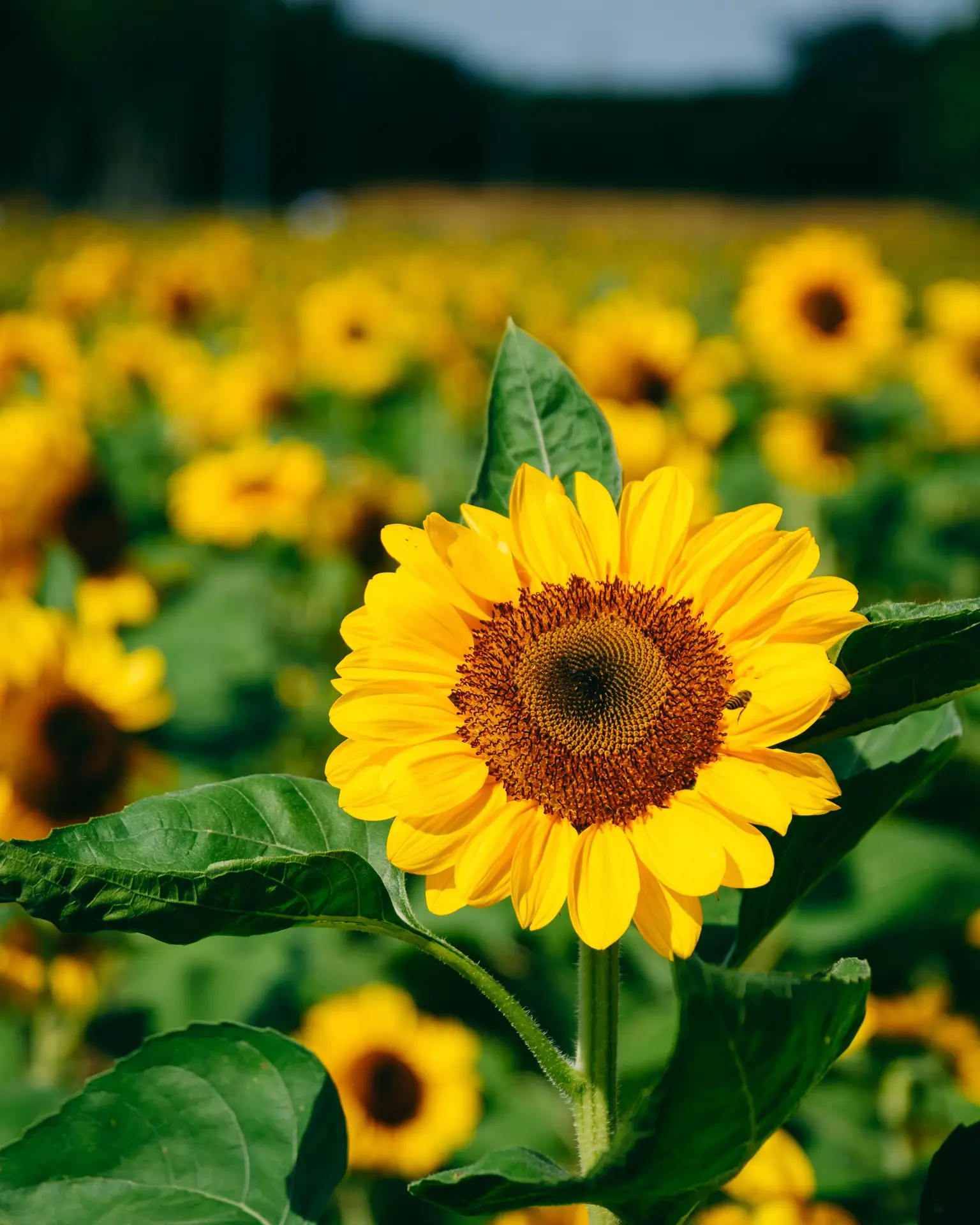 Sunflower fields blossom in the center of the city. Free close-up visits and photos. | Gallery ...