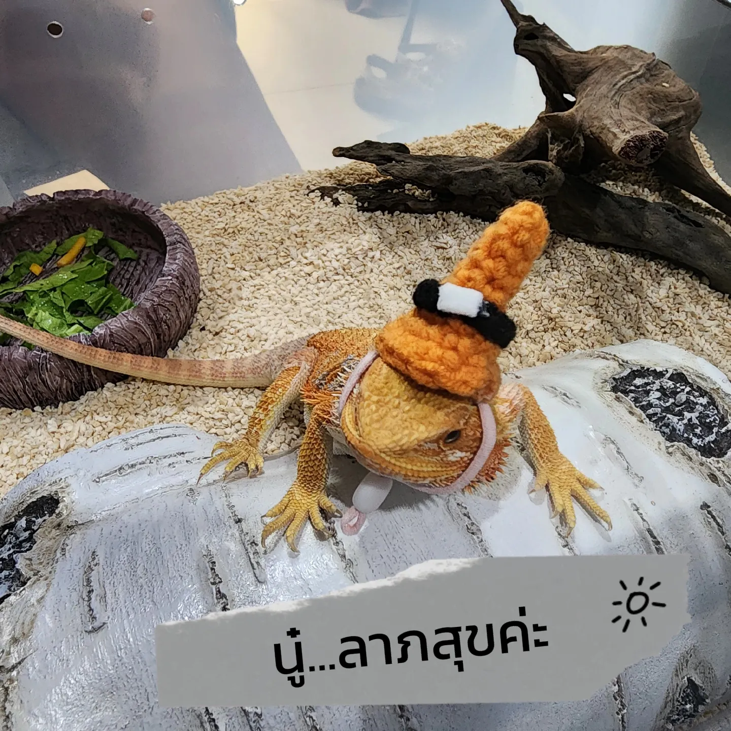 แนะนำสมาชิกในบ้าน Python Mania ค่ะ | แกลเลอรีที่โพสต์โดย PythonMania | Lemon8