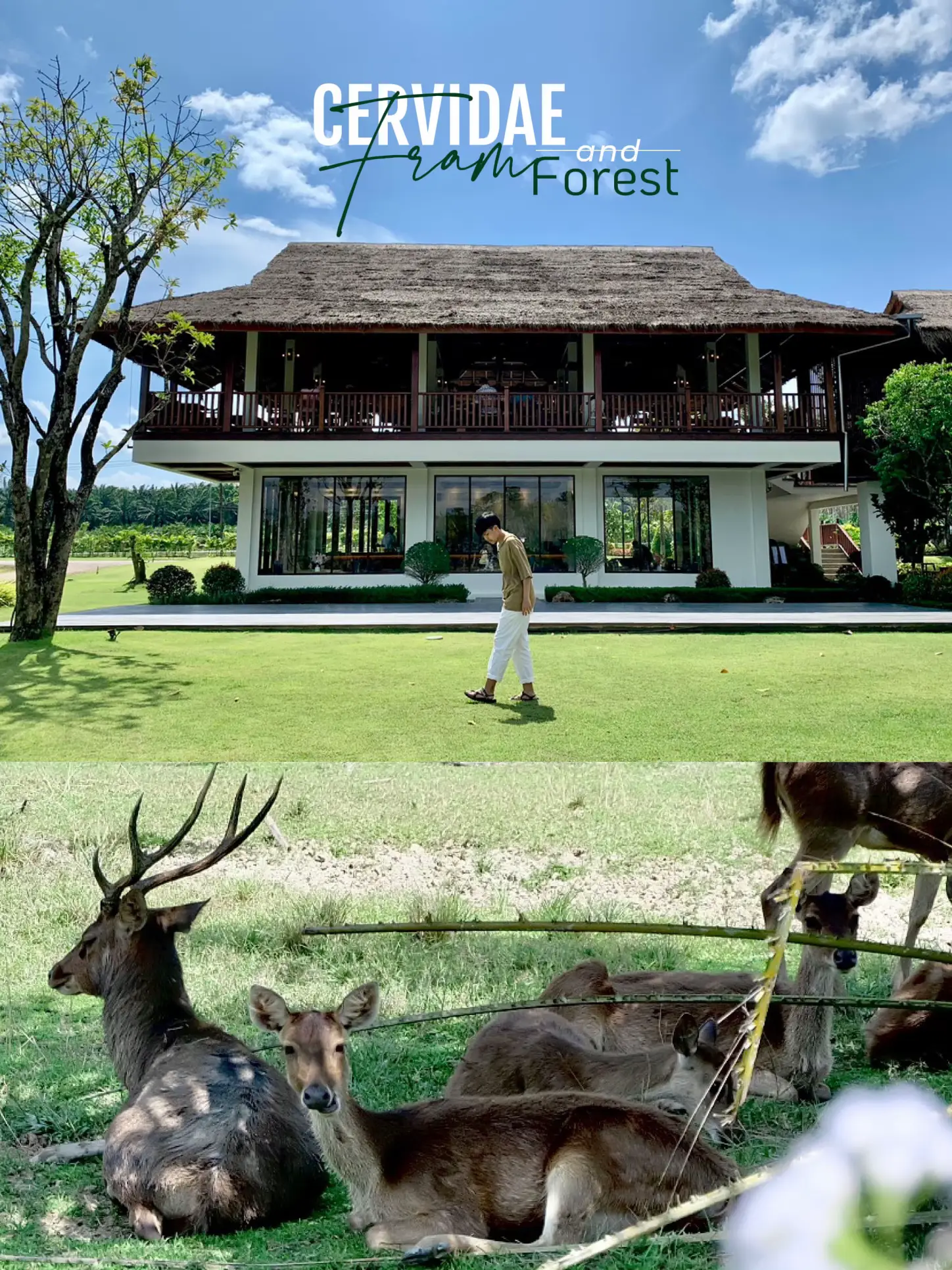 ฟาร์มกวาง CERVIDAE ตรัง | แกลเลอรีที่โพสต์โดย PangWan | Lemon8