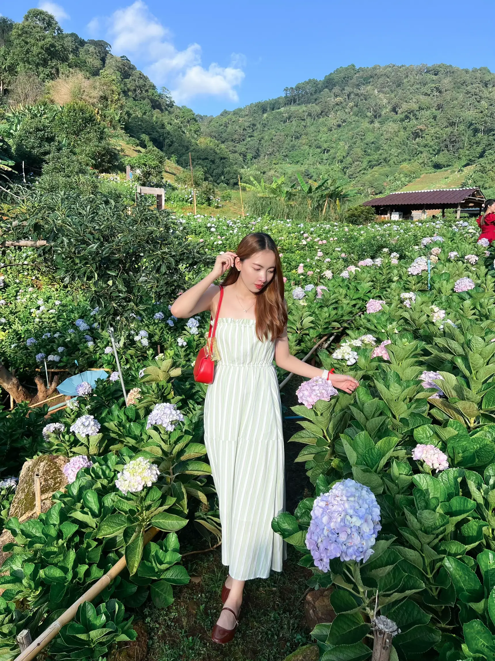 พิกัด สวนดอกไม้ม่อนแจ่ม อ.แม่ริมเชียงใหม่ 💐💐⛰️ | แกลเลอรีที่โพสต์โดย Kru gee | Lemon8