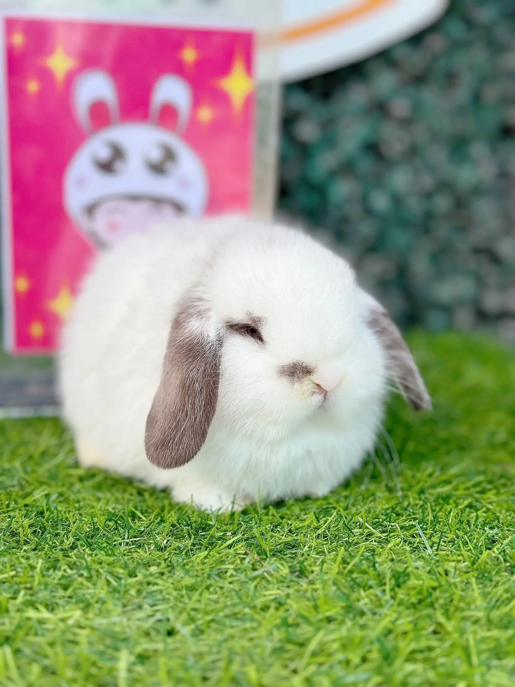 Holland Lop Rabbit Breed | Gallery posted by JeBunnyChonburi | Lemon8