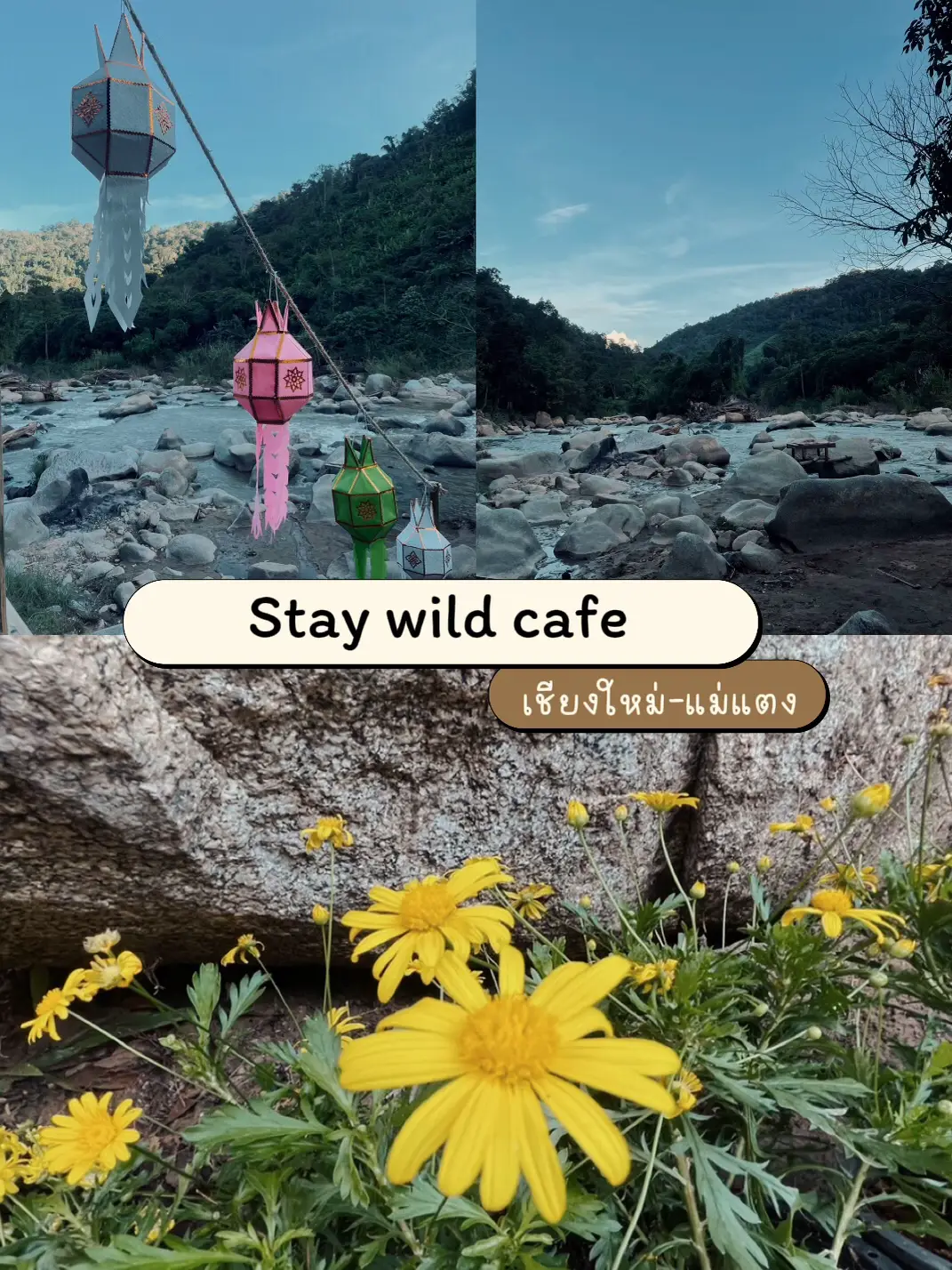 แม่แตง | แกลเลอรีที่โพสต์โดย Mewpitch | Lemon8