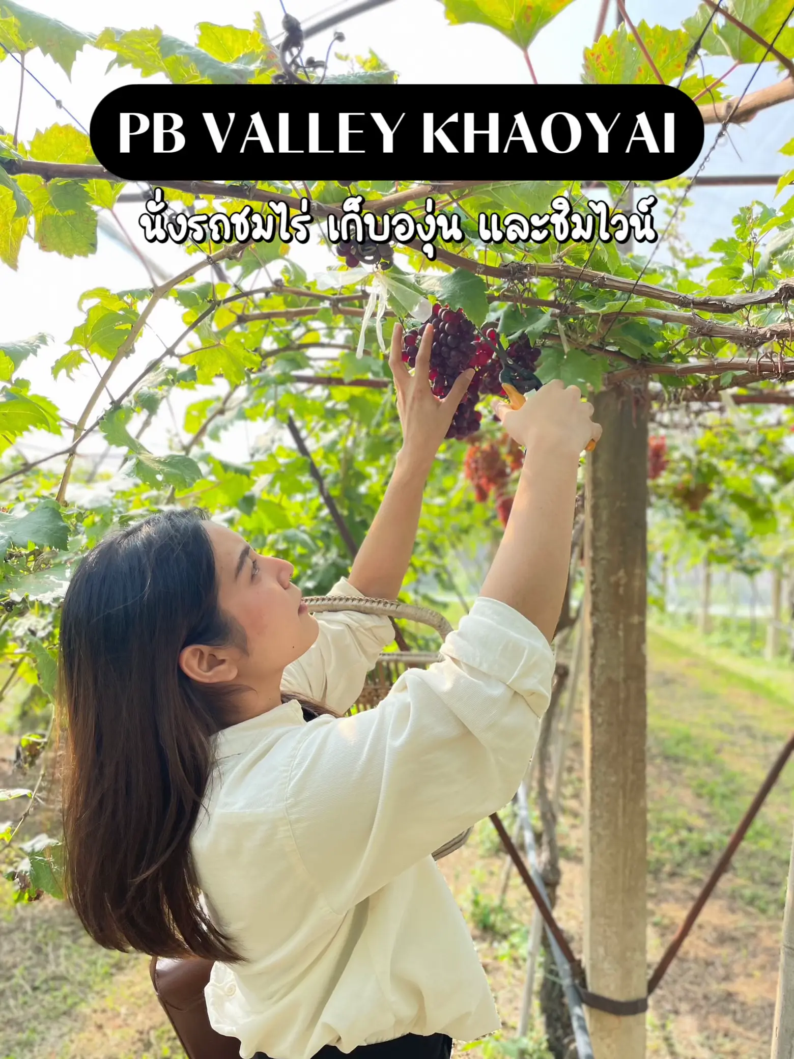 ไปหาทำที่ไร่องุ่น PB VALLEY KHAOYAI 🫶🏼🍇 | แกลเลอรีที่โพสต์โดย ...