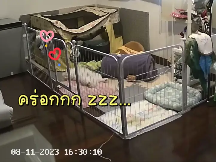 1 วัน ของน้องปอม #homealone | แกลเลอรีที่โพสต์โดย Moobin Cuddle | Lemon8