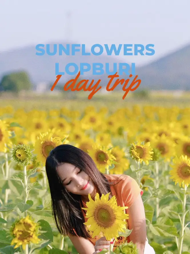 🌻🌤เจ้าดอกทานตะวัน สีเหลืองสดใส🚗 | แกลเลอรีที่โพสต์โดย J-Nistar | Lemon8