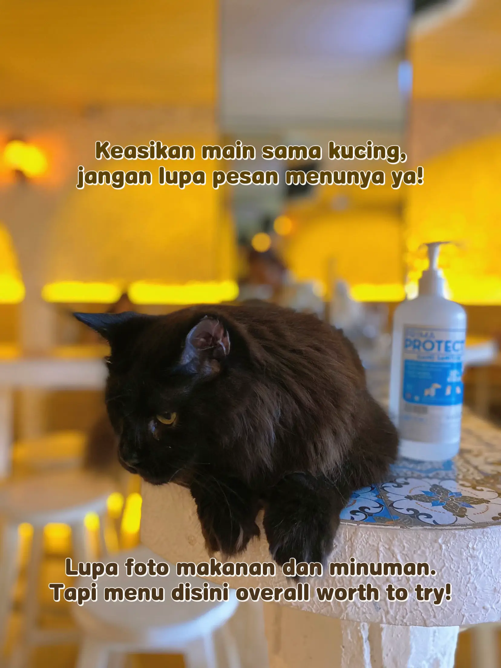 CAFE BUAT PECINTA KUCING🐈 | Galeri diposting oleh J. | Lemon8