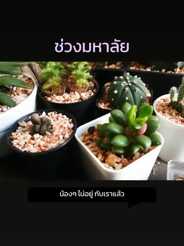 จากไม่ชอบกลับมารัก | Gallery posted by Cactus ข้างบ้าน | Lemon8