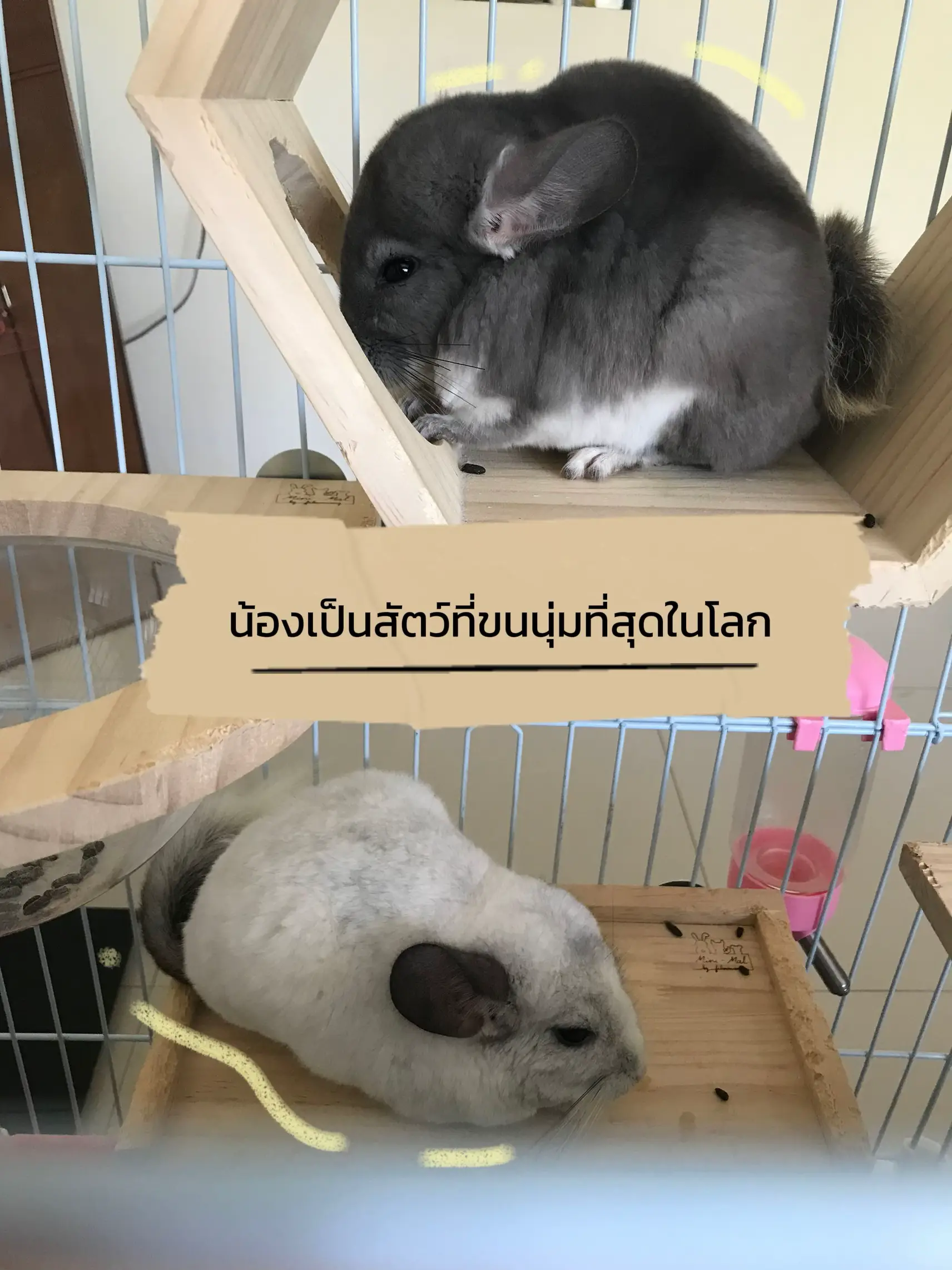 รีวิวการเลี้ยงชินชิลล่า ฉบับคนเลี้ยงมาเข้าสู่ปีที่4 💖 แกลเลอรีที่โพสต์โดย Janeprawee Lemon8