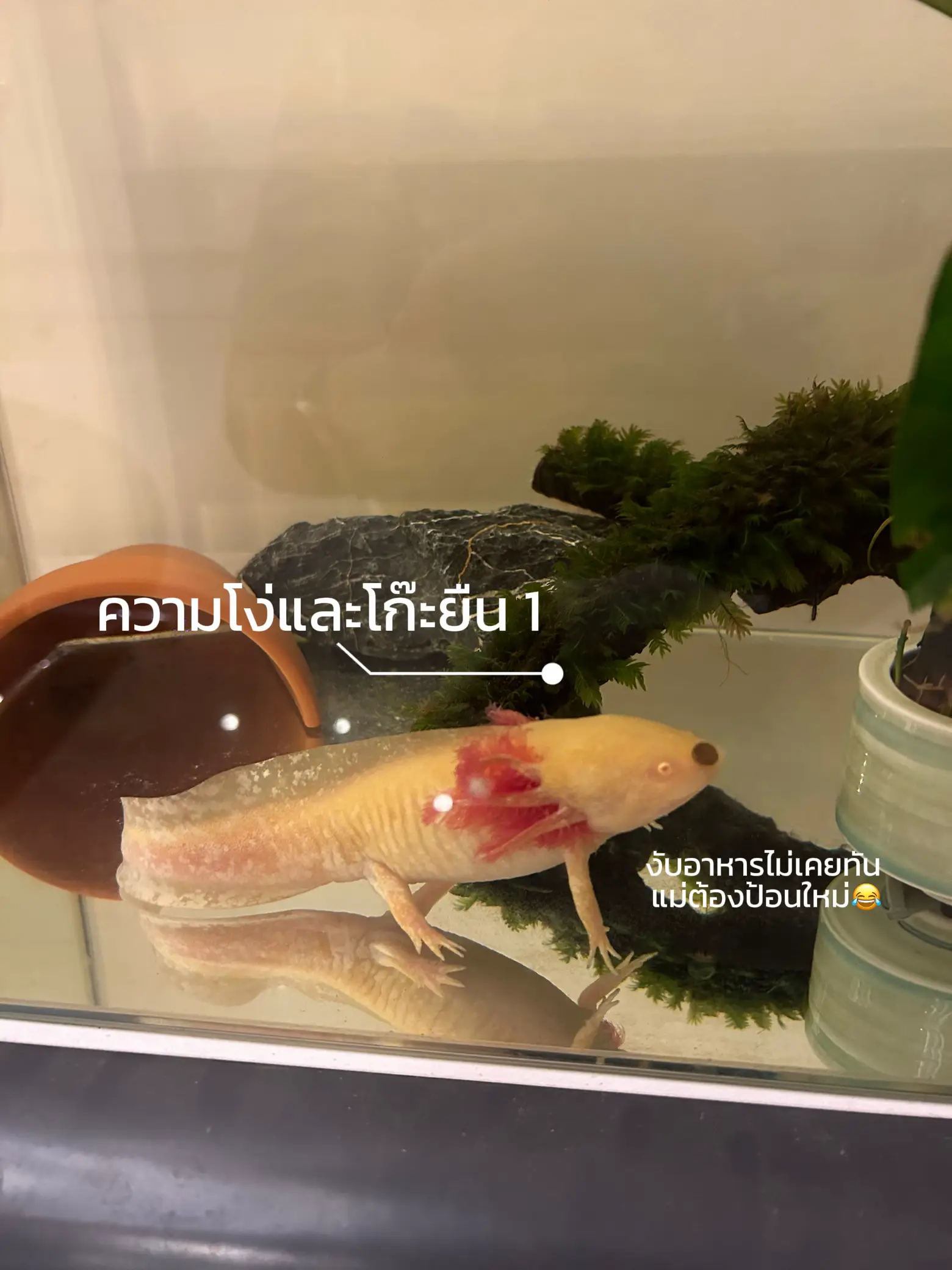 My little pet “Axolotl “🐶💦 | แกลเลอรีที่โพสต์โดย WenWen in China | Lemon8