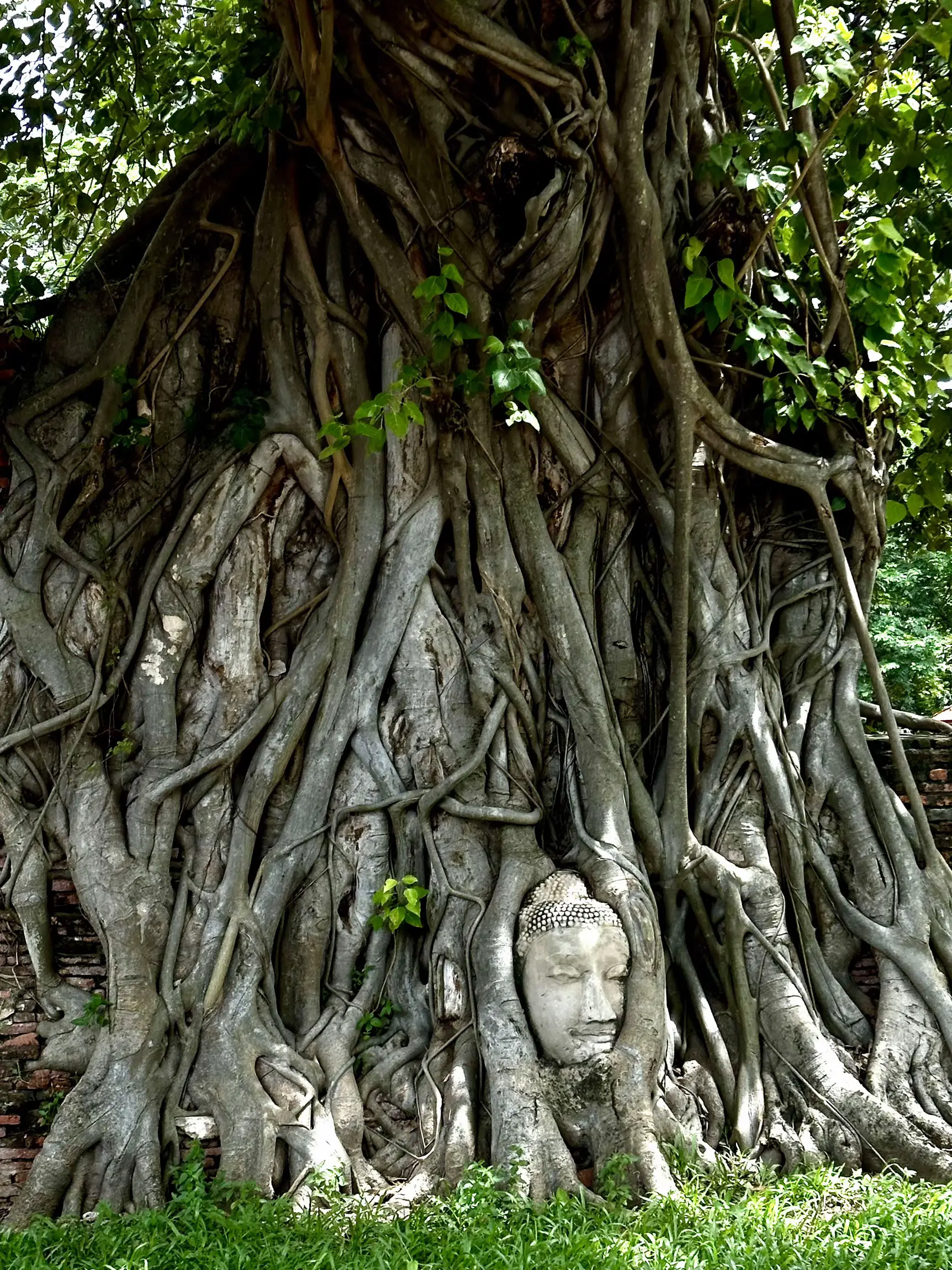 อยุธยา (Ayutthaya) One Day Trip 🌷🌷 | แกลเลอรีที่โพสต์โดย Supa_kitty | Lemon8