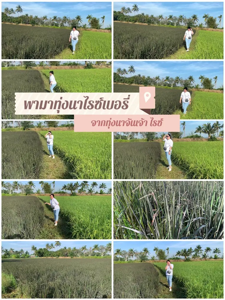 พามาทุ่งนาไรซ์เบอรี่ | แกลเลอรีที่โพสต์โดย Ploy Poice | Lemon8