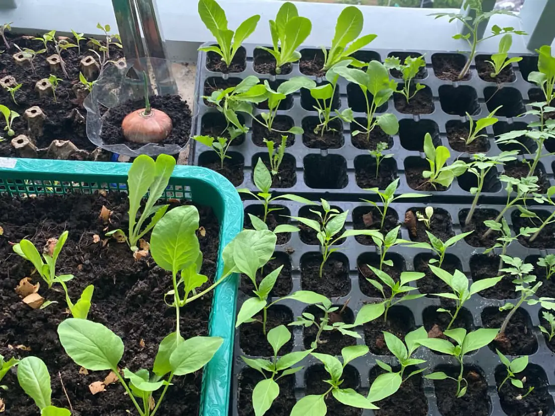 ปลูกผัก🥦ระเบียงคอนโด🏠 | แกลเลอรีที่โพสต์โดย toeii patcharin | Lemon8