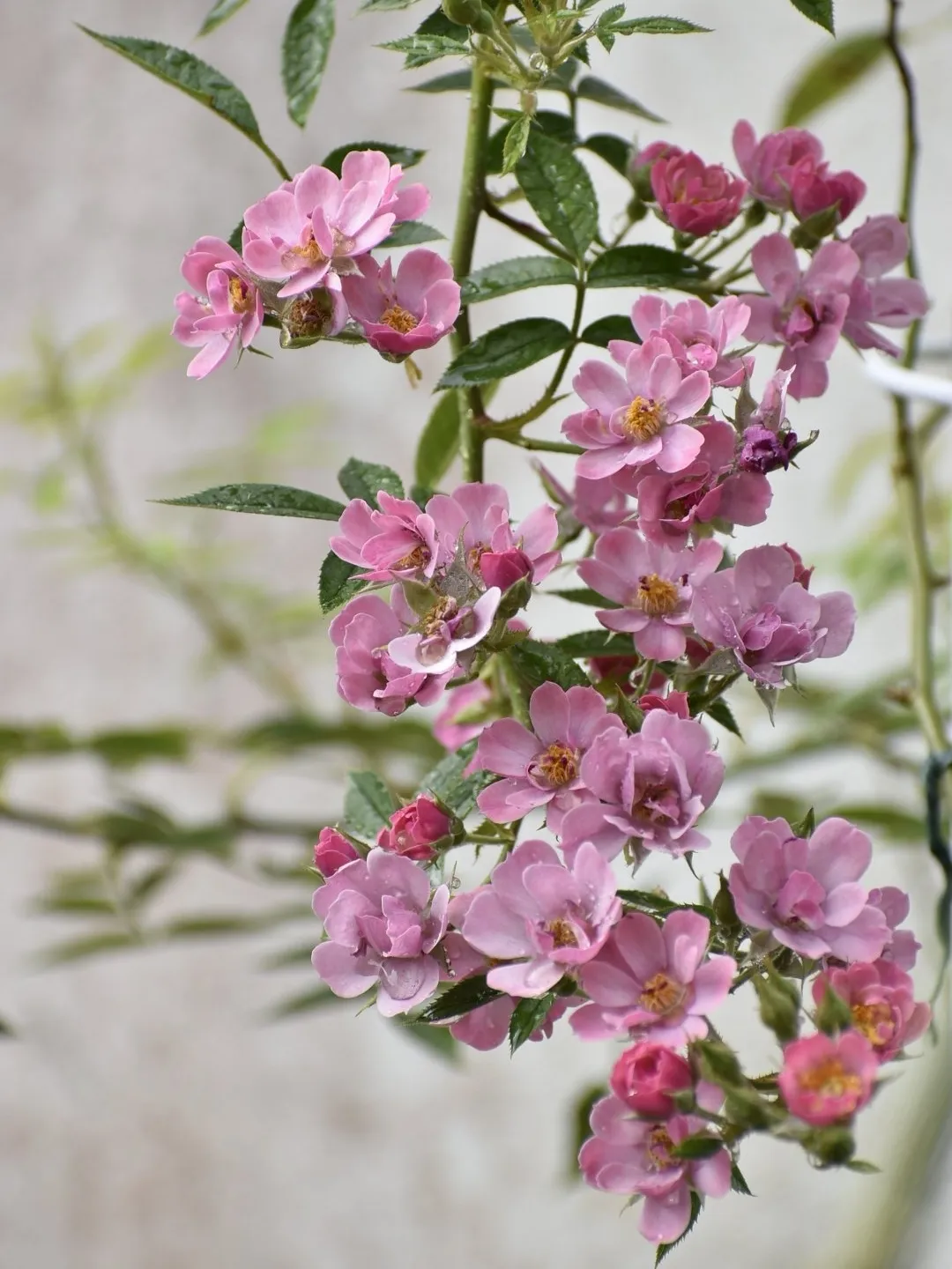 Topping Rose Photos - การค้นหาใน Lemon8