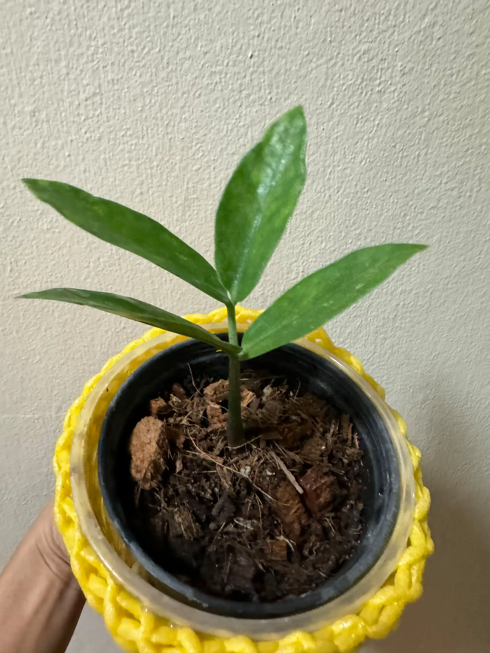 Emerald, Auspicious Tree | Gallery posted by หน่อย lalada ka | Lemon8