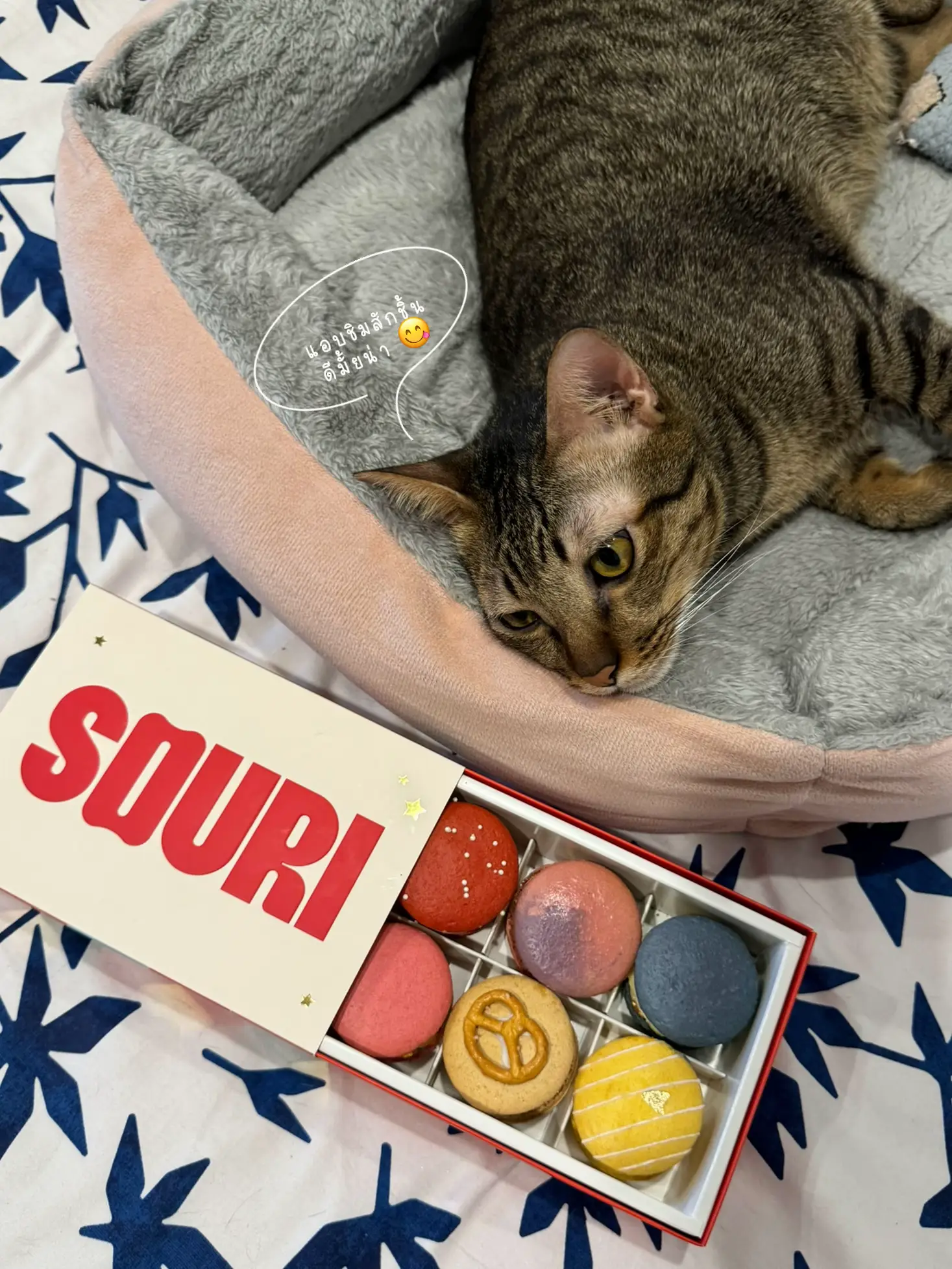 SOURI MACARON ที่จริงใจที่ถูกต้อง!!!! 💞😋⭐️ | แกลเลอรีที่โพสต์โดย ...