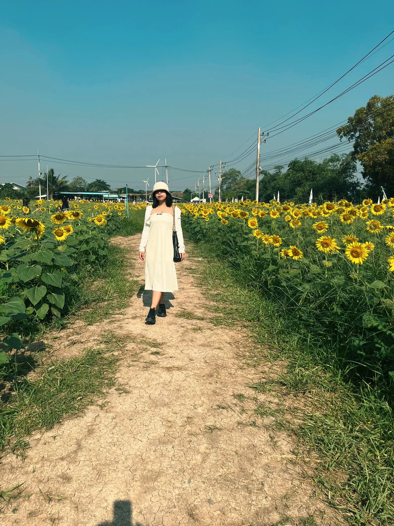 ขอให้เธอสดใสเหมือนทานตะวันที่บานสะพรั่ง 🌻 | แกลเลอรีที่โพสต์โดย Wee Weerawan | Lemon8