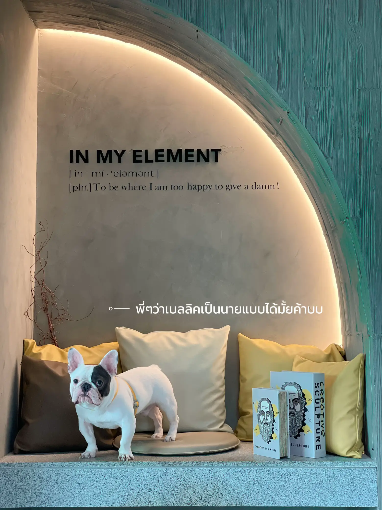 IN MY ELEMENT Cafe Pet Friendly100% หมาเข้าโซนแอร์ได้ | แกลเลอรีที่ ...
