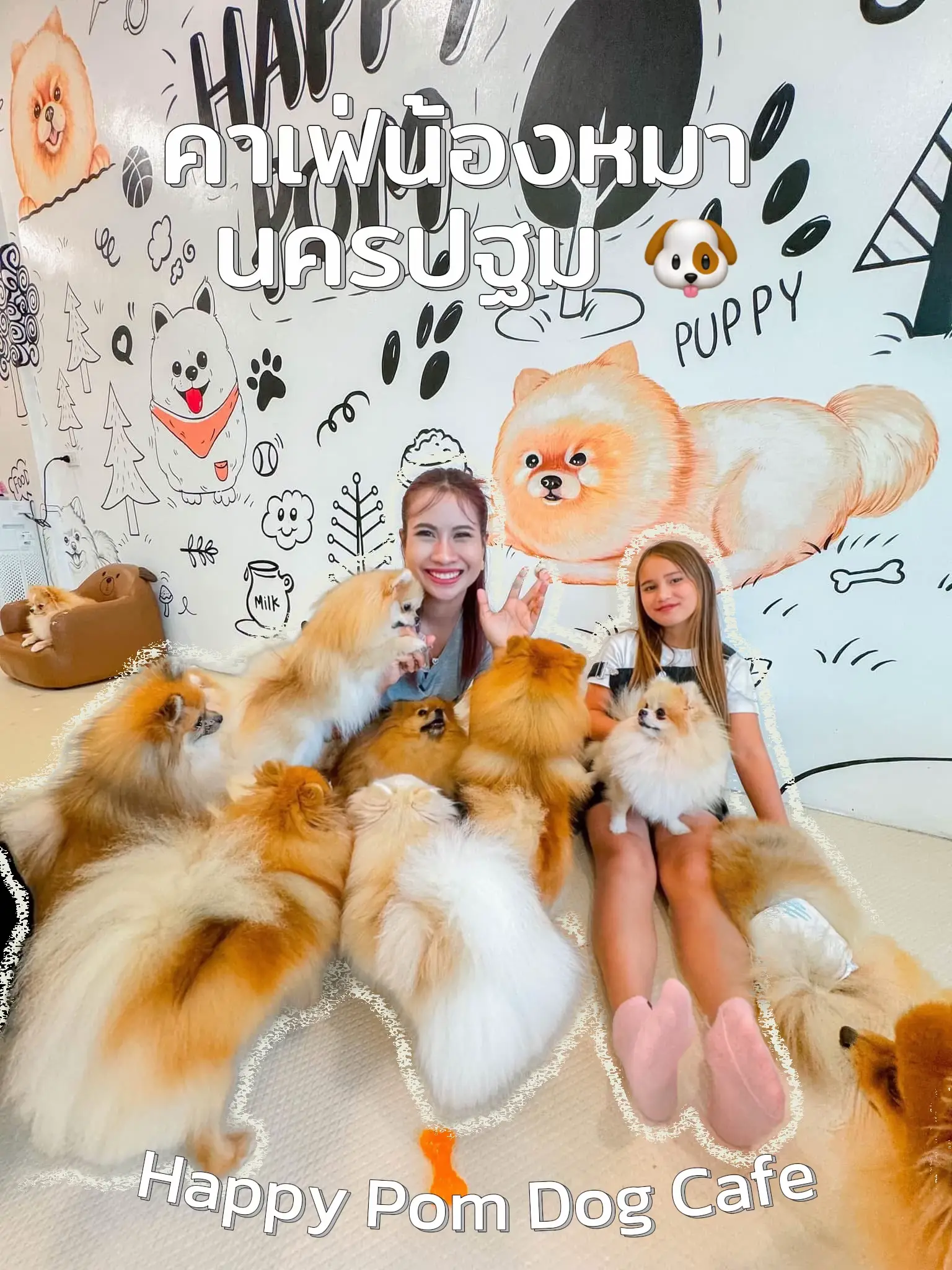 คาเฟ่น้องหมา นครปฐม 🐶 ️ Happy Pom Dog Cafe | แกลเลอรีที่โพสต์โดย TripTH | Lemon8