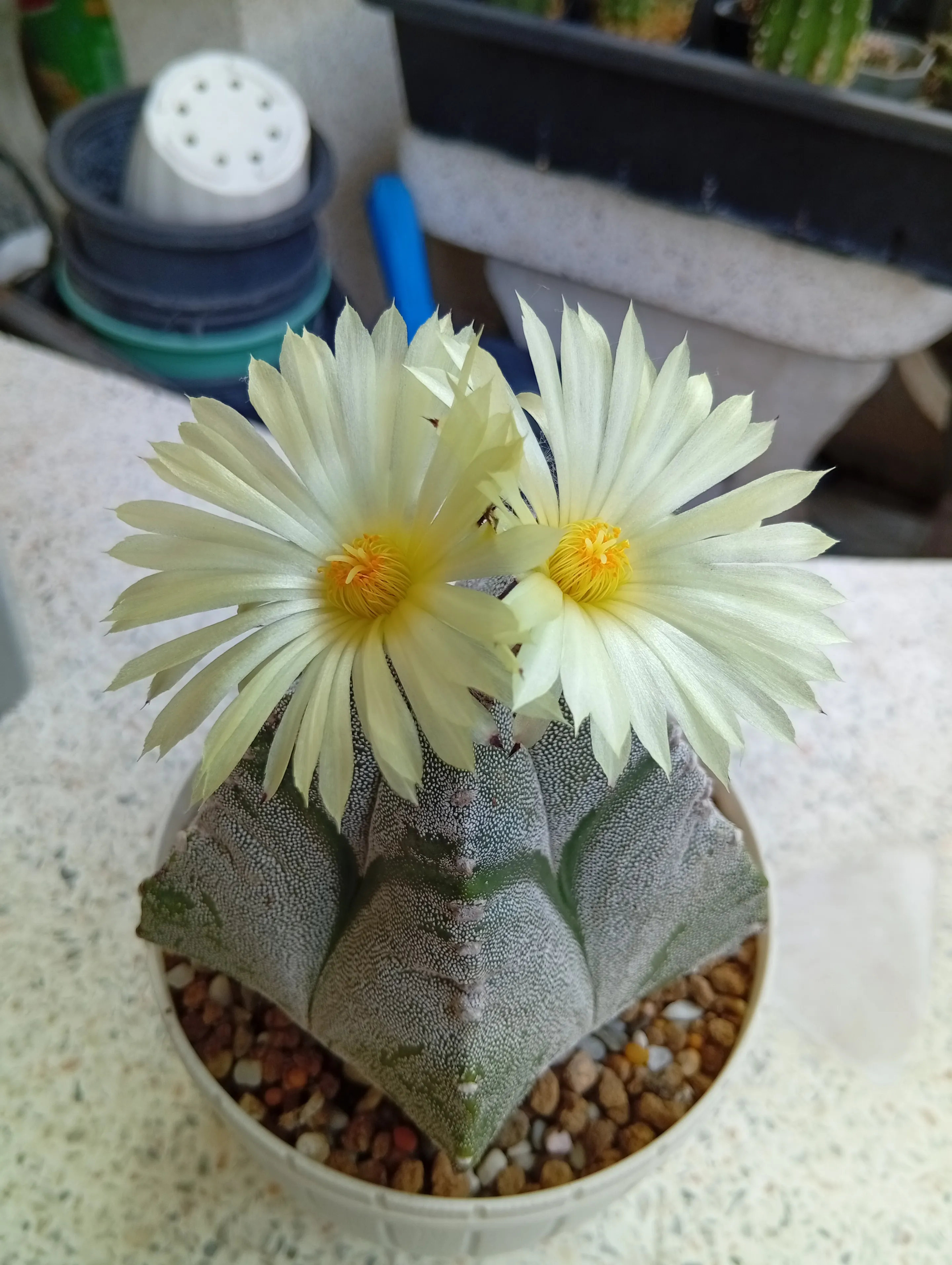 แคคตัสของฉัน ดีต่อใจ วัย 40+ 🤗 | แกลเลอรีที่โพสต์โดย Maruko | Lemon8