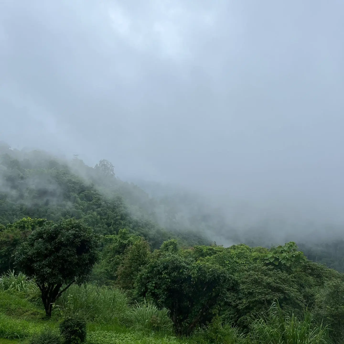 ไร่รวยรินวังน้ำเขียว | แกลเลอรีที่โพสต์โดย Jira | Lemon8