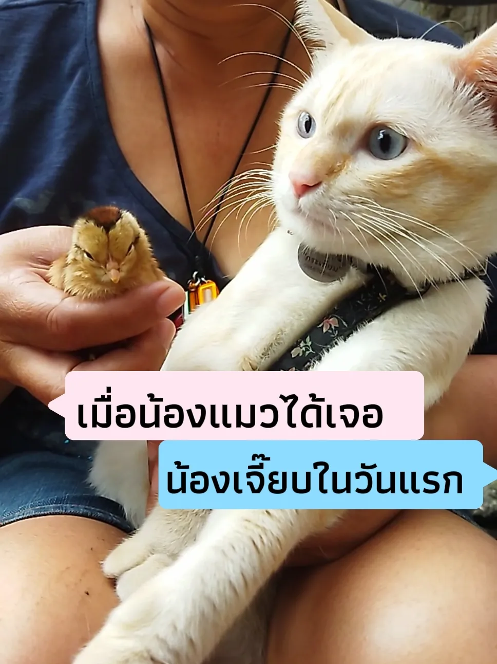 เมื่อน้องแมวได้เจอน้องเจี๊ยบในวันแรก | วิดีโอที่เผยแพร่โดย Mom&Meaw | Lemon8