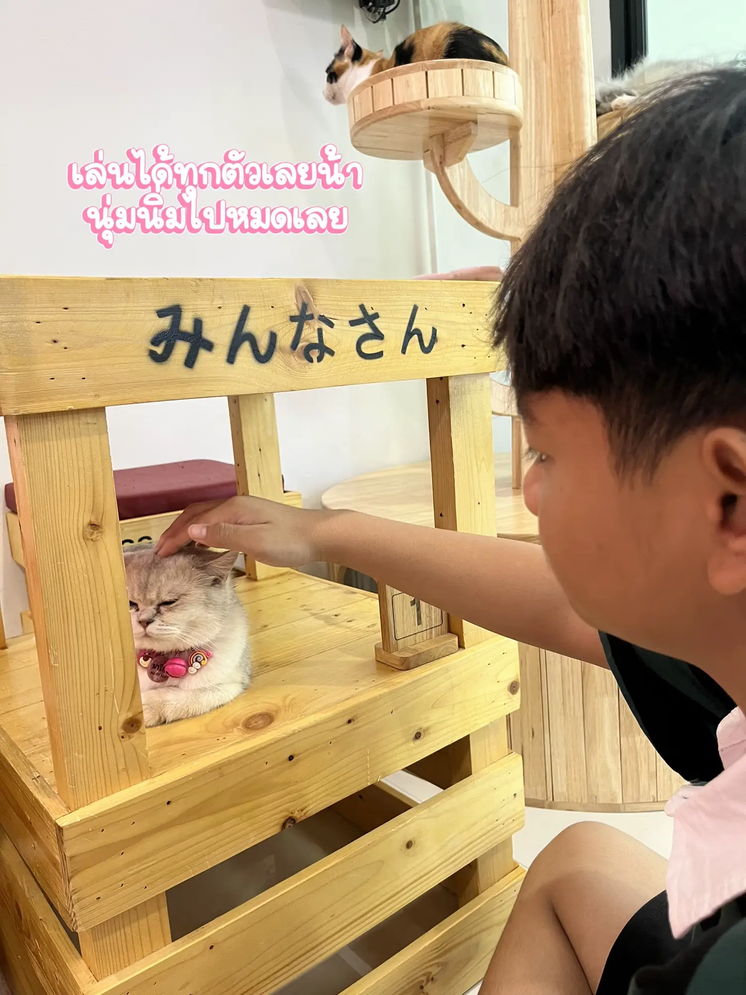 888 cat cafe 🐱🐱 | แกลเลอรีที่โพสต์โดย Bubble🫶🏻 | Lemon8