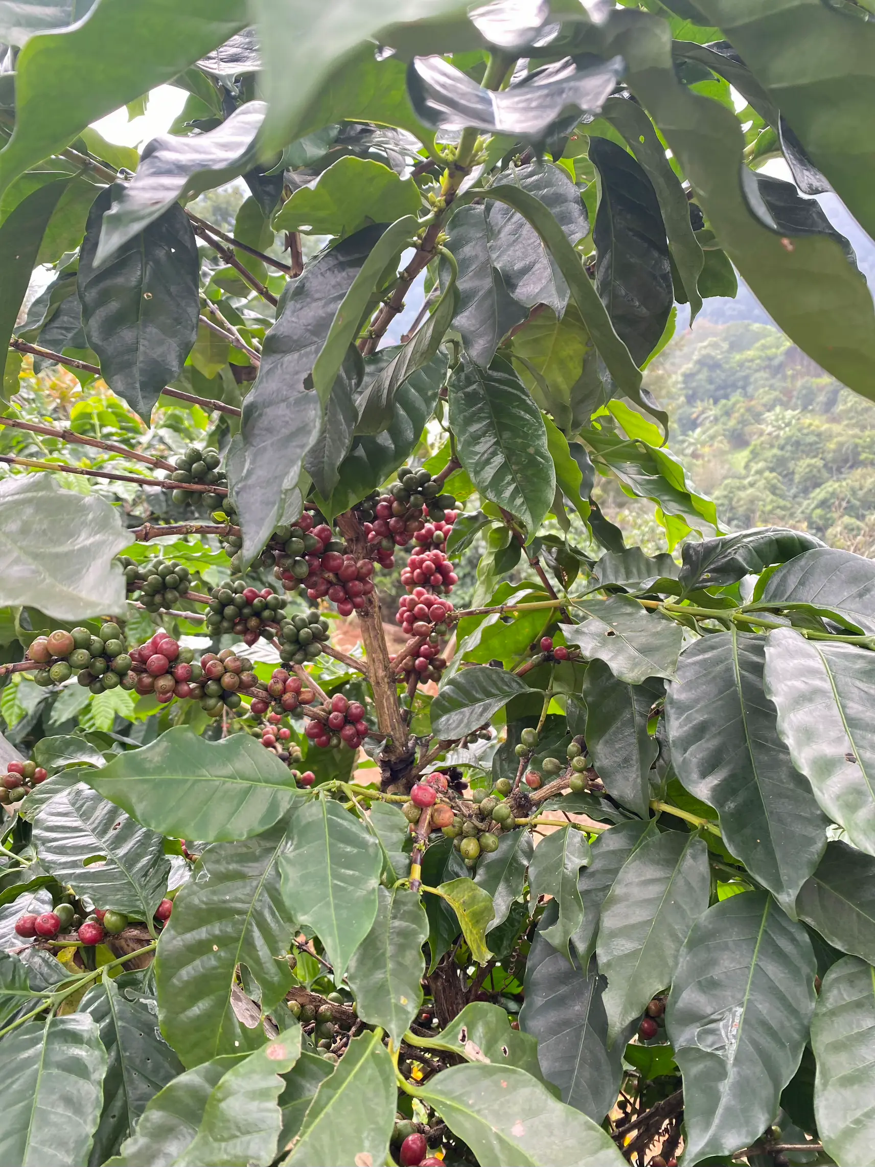 บ้านผาฮี้ | แกลเลอรีที่โพสต์โดย Yui Chamaiporn | Lemon8