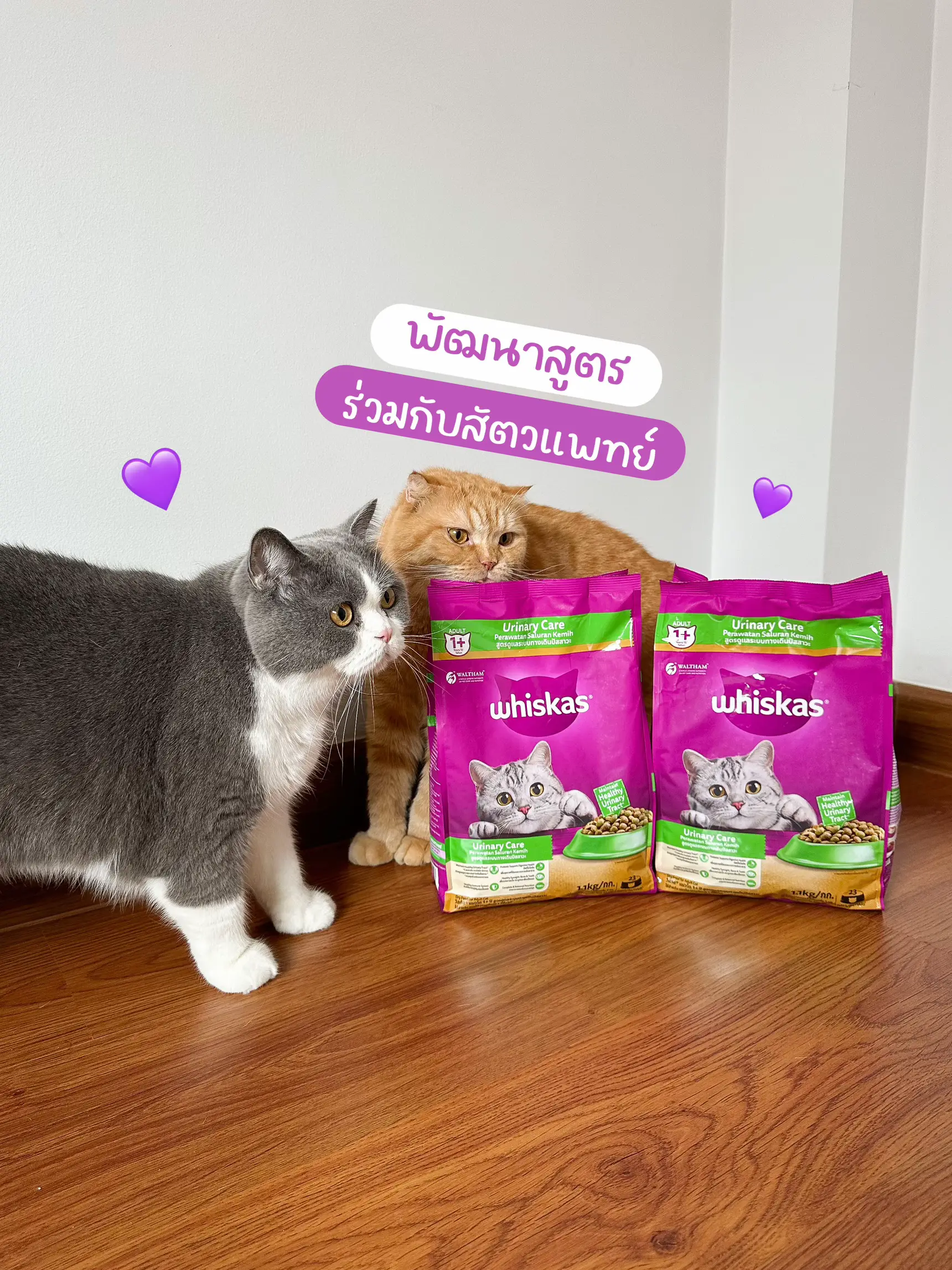 💜ใหม่!! Whiskas Urinary Care 🐱 | แกลเลอรีที่โพสต์โดย ♡♡♡♡♡ äpple ...