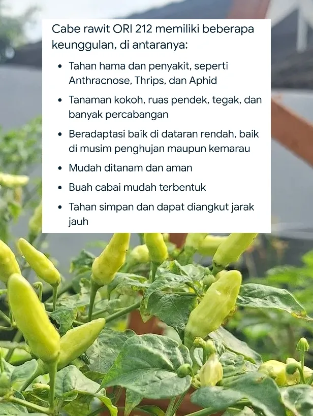 JANGAN SALAH PILIH JENIS CABE untuk Ditanam 🥰 | Galeri diposting oleh ...