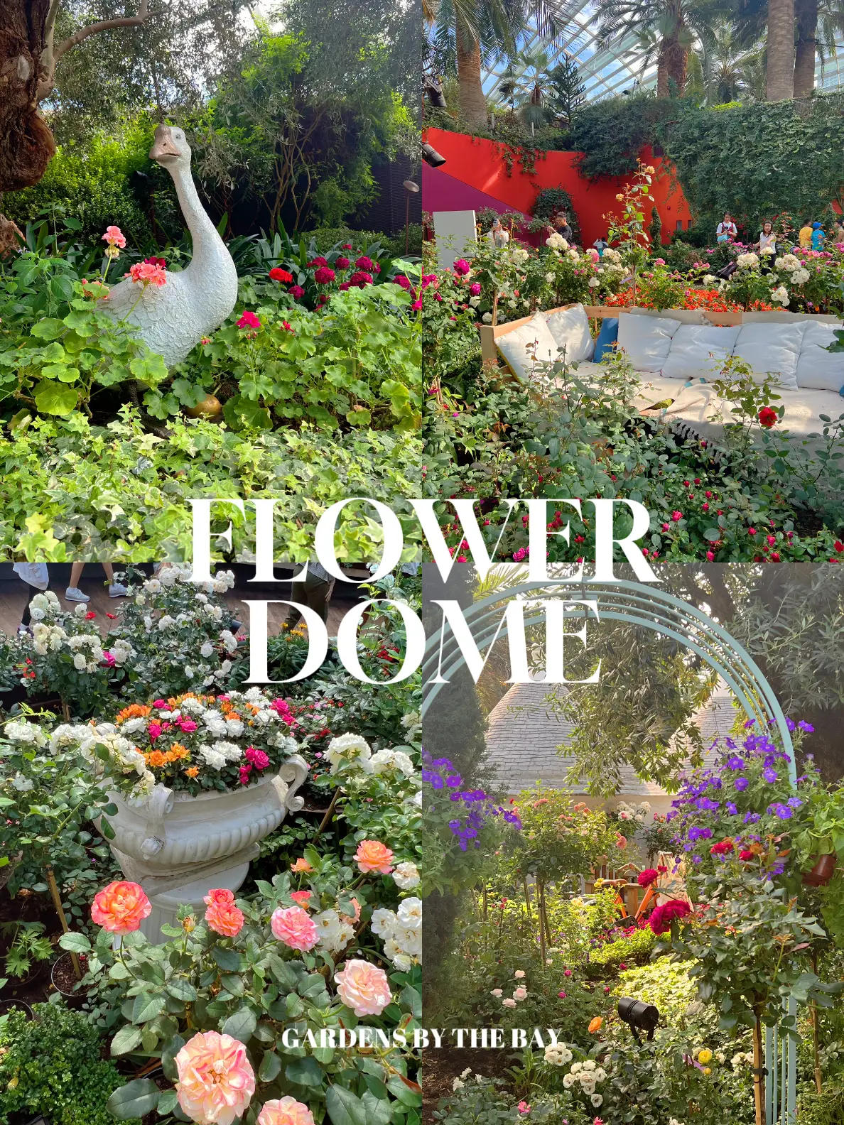 FLOWER DOME IN SINGAPORE 🇸🇬🌹⭐️ | แกลเลอรีที่โพสต์โดย w | Lemon8