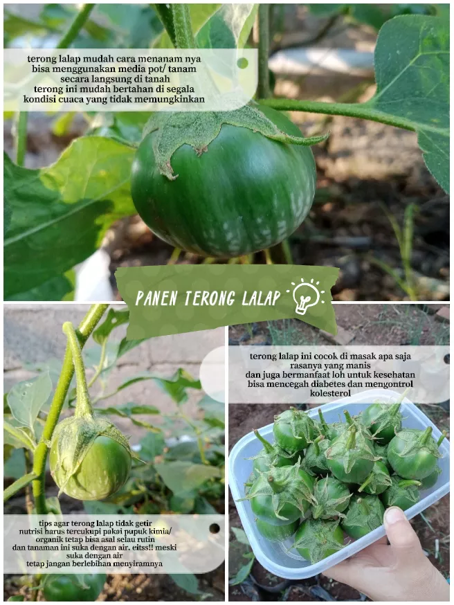 panen sayur dari kebunku sendiri | Galeri diposting oleh Novi Ta | Lemon8