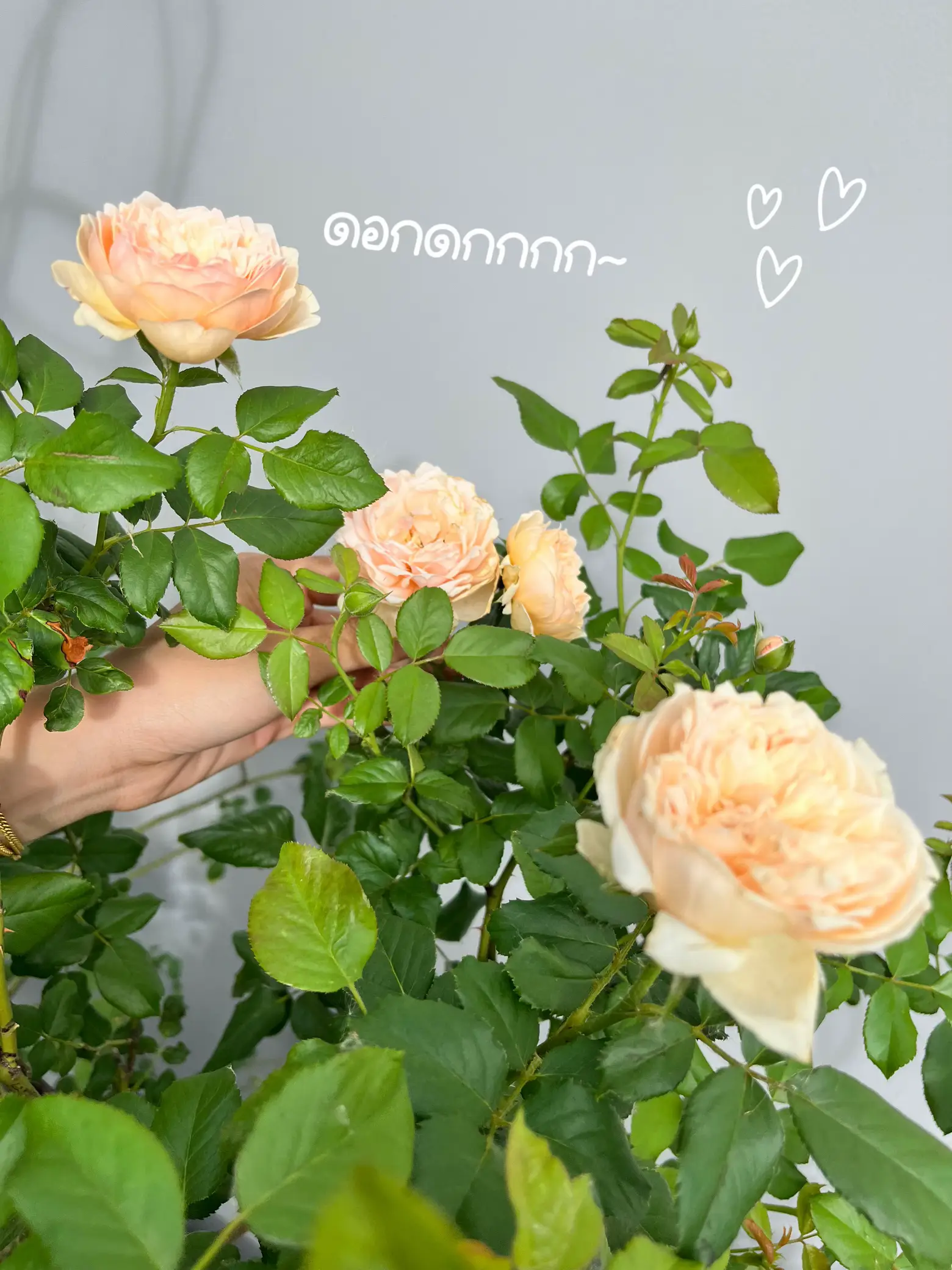 แนะนำกุหลาบ ep.3 : Masora rose 🌹 | แกลเลอรีที่โพสต์โดย Minin.rose | Lemon8
