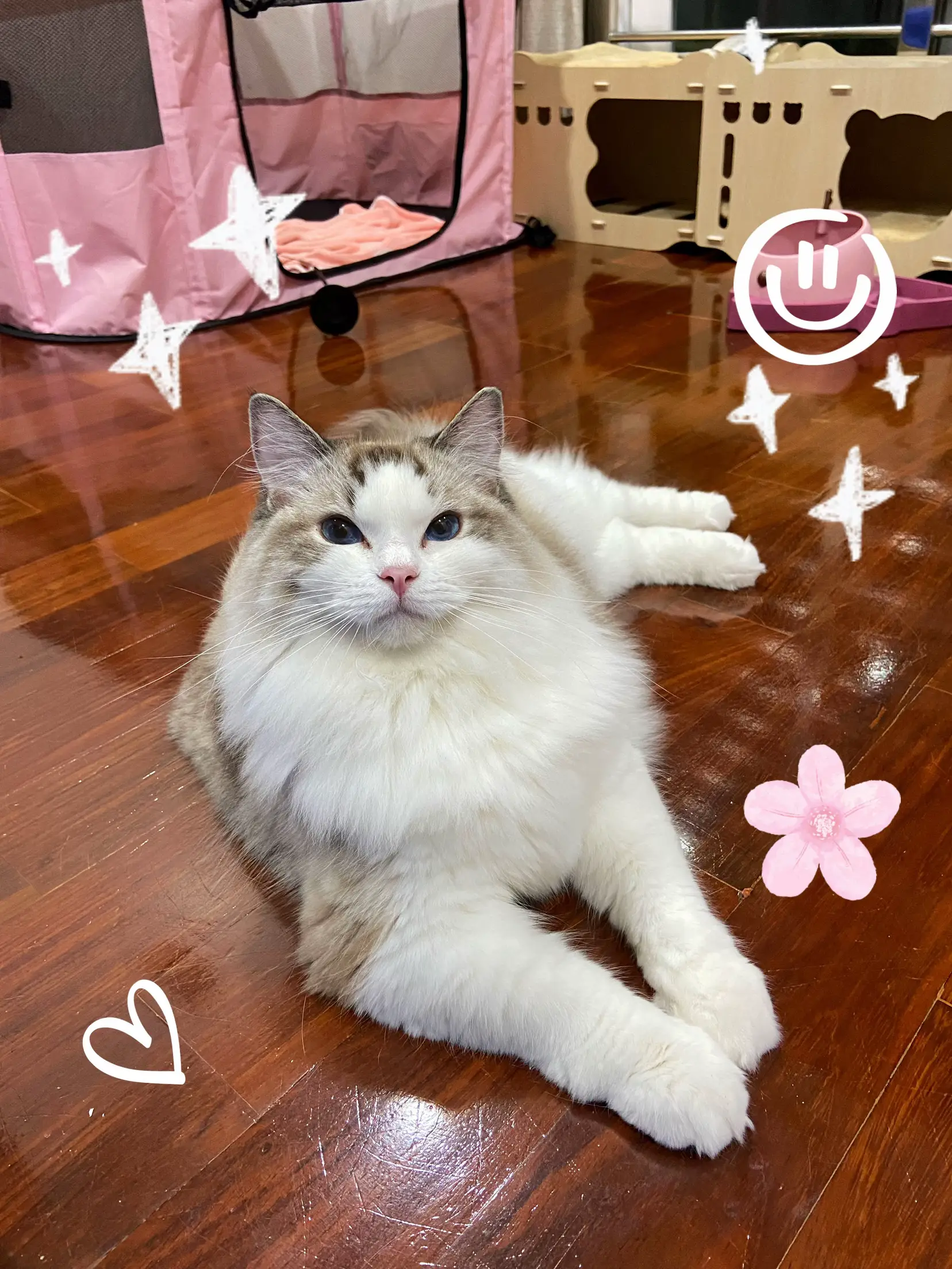 Ragdoll นิสัยเหมือนน้องหมาจริงไหม 🧐 | แกลเลอรีที่โพสต์โดย Kamui | Lemon8