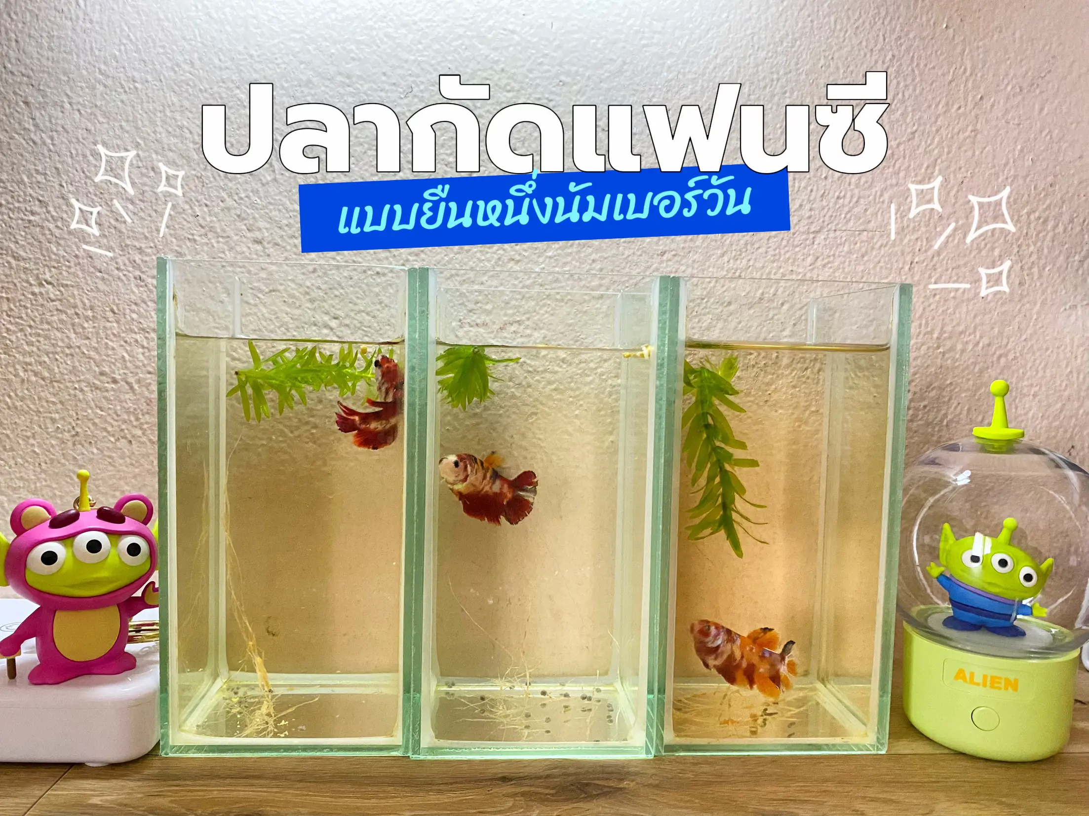 🐟Fancy biting fish, craft biting fish, hafmoon biting fish🐟 | Gallery ...