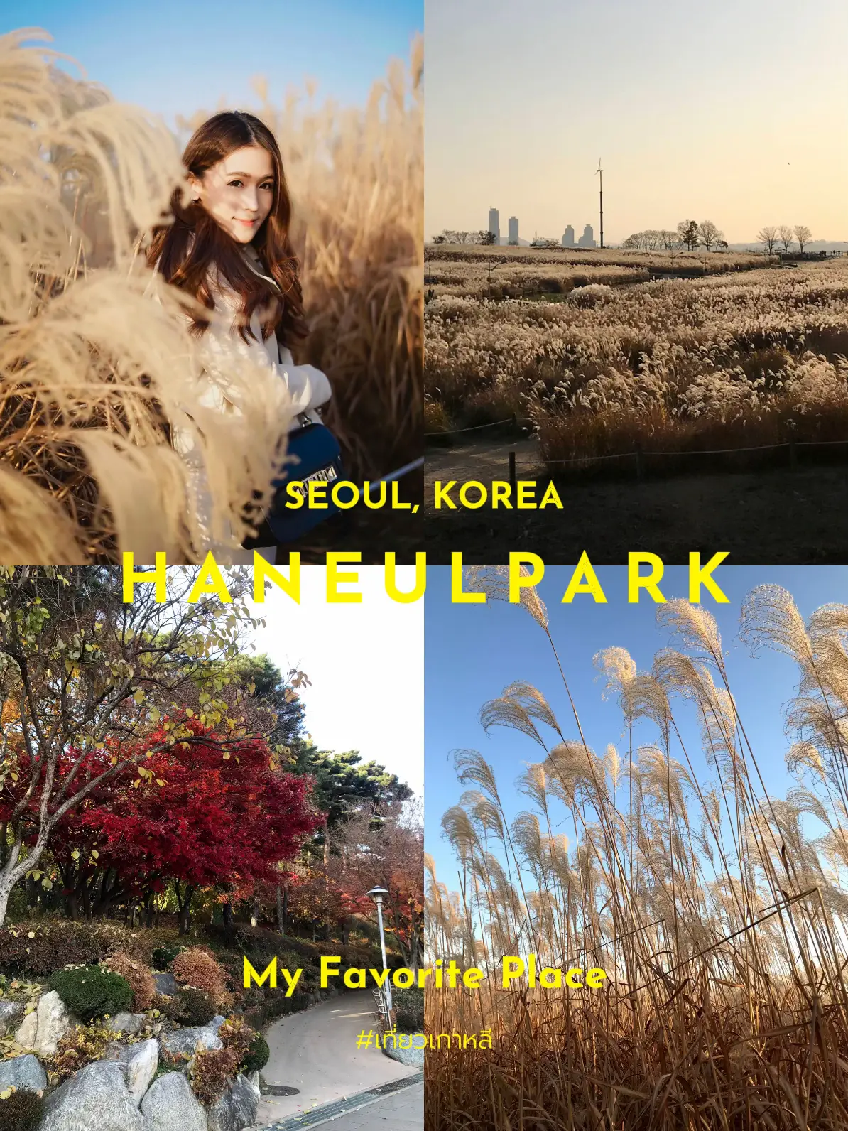 Haneul Park 🌾 ทุ่งหญ้าสีทองที่เกาหลี🇰🇷 | แกลเลอรีที่โพสต์โดย noonnong | Lemon8