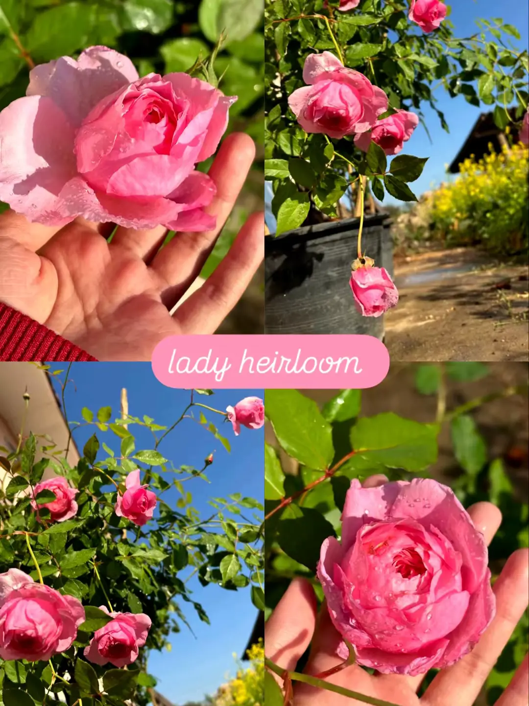 🌹 วงการนี้เข้าแล้วออกไม่ได้!! | แกลเลอรีที่โพสต์โดย ขอรีวิวหน่อยย💖 | Lemon8