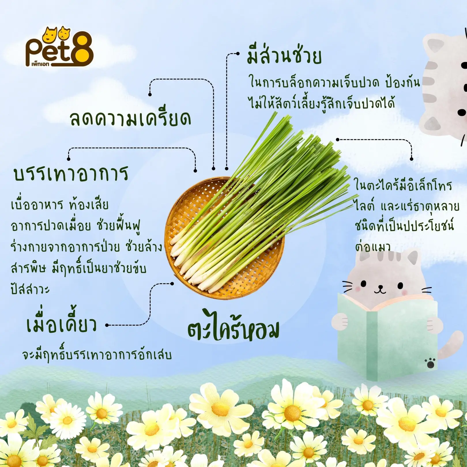 รู้ยัง‼️ แมวกินพืชได้นะ 🥬🌱🍀 | แกลเลอรีที่โพสต์โดย Pet8 | Lemon8