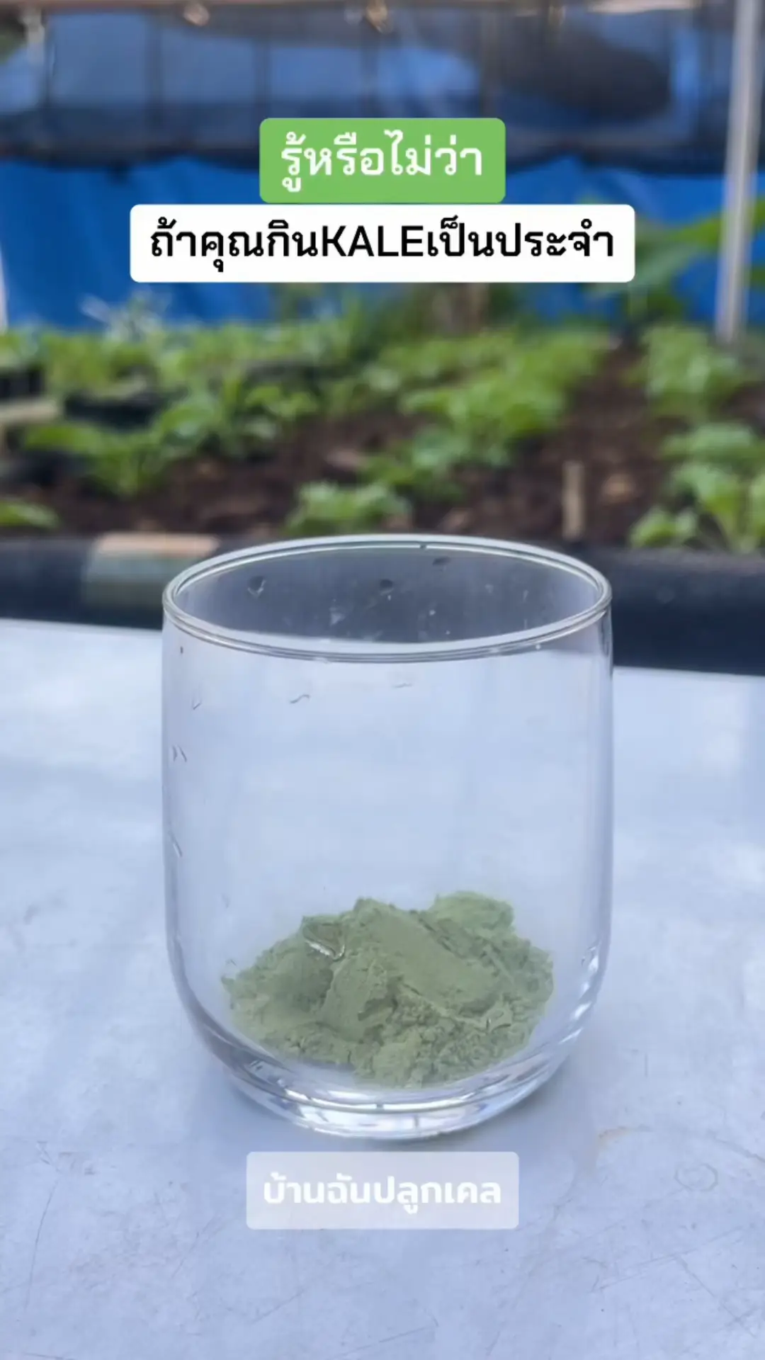 ผักเคล (Kale) ประโยชน์ โทษที่ต้องรู้ และวิธีกินให้ดีต่อสุขภาพ | แกลเลอรีที่โพสต์โดย PloyPloy ...