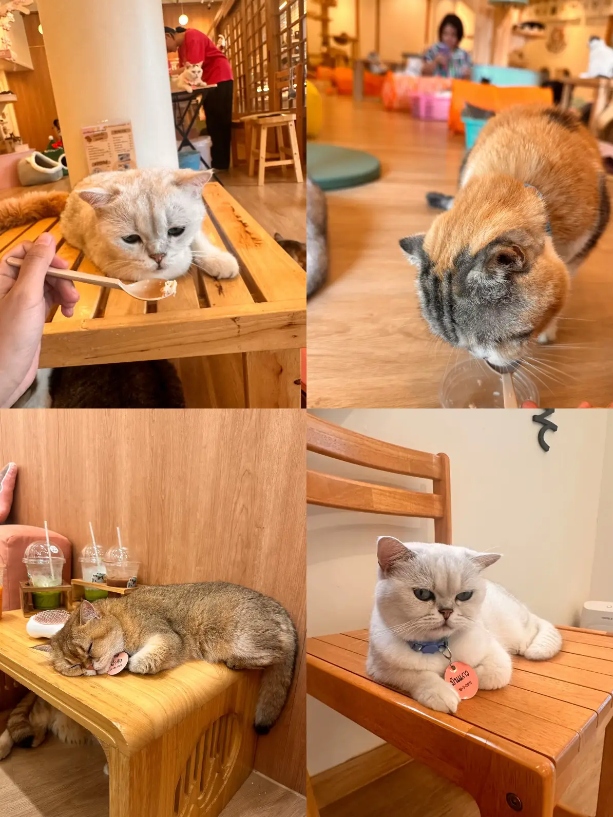 มาฮีลใจที่Chill cat cafe คาเฟ่แมวดังในตต ย่านเพชรเกษม | แกลเลอรีที่ ...