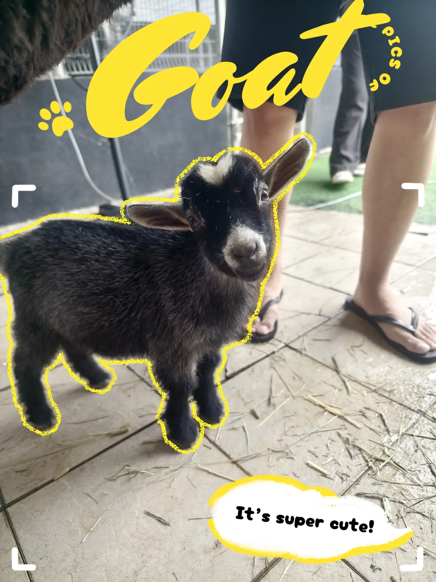 Fun thing to do in JB (Animal cafe) | Gallery posted by TypicalOL | Lemon8