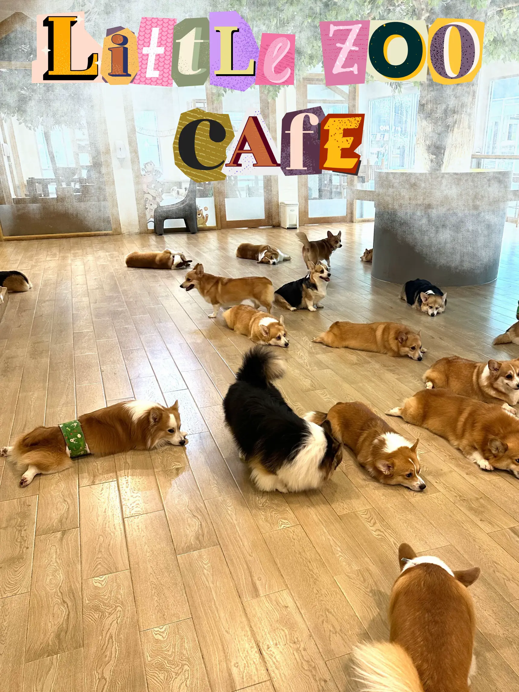 Is Little Zoo Cafe worth visiting? | 2025 real user experience on Lemon8