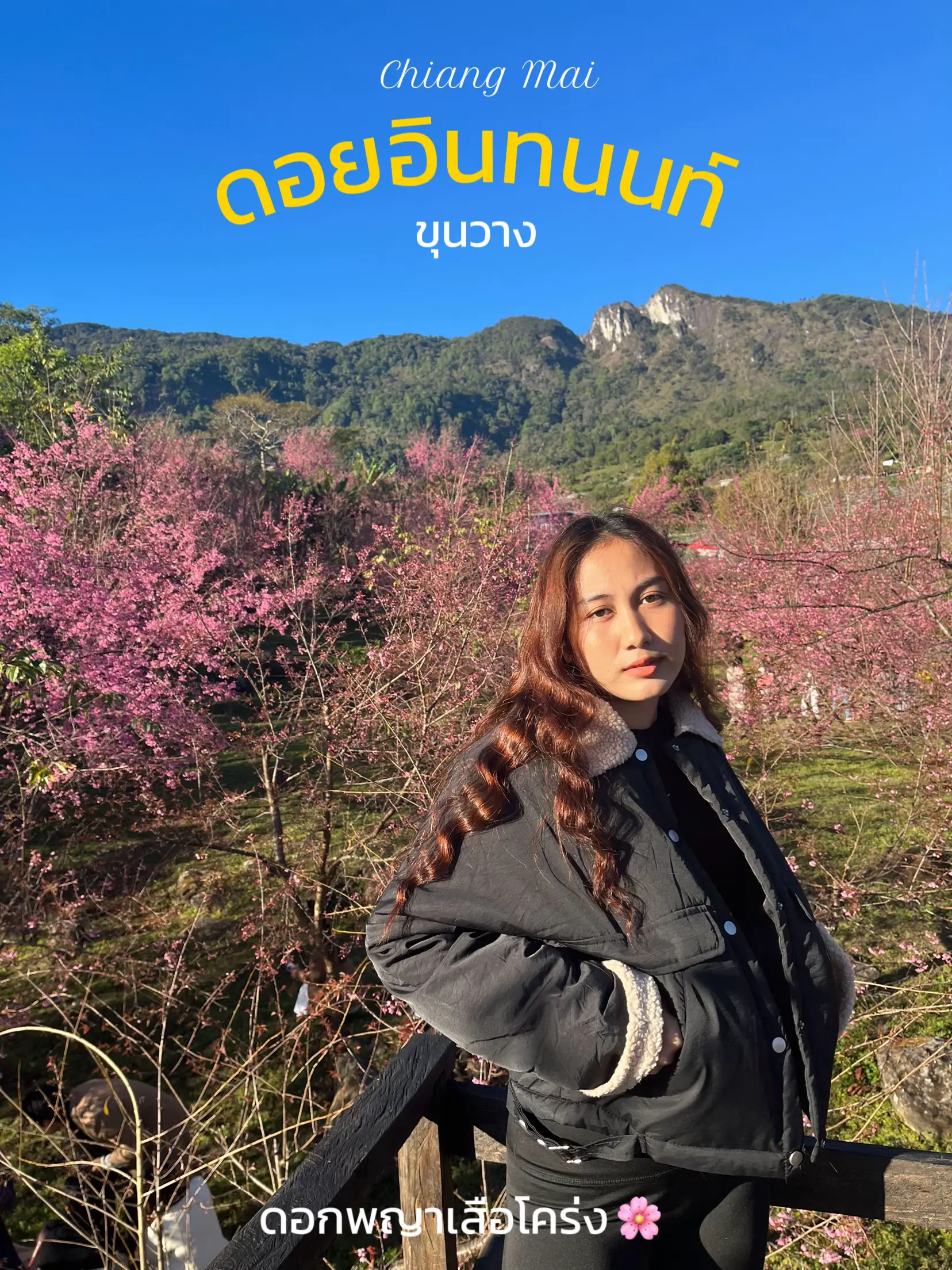ไปถ่ายรูปกับดอกพญาเสือโคร่งที่ขุนวาง 🌸🌸| ดอยอินทนนท์ | แกลเลอรีที่โพสต์ ...