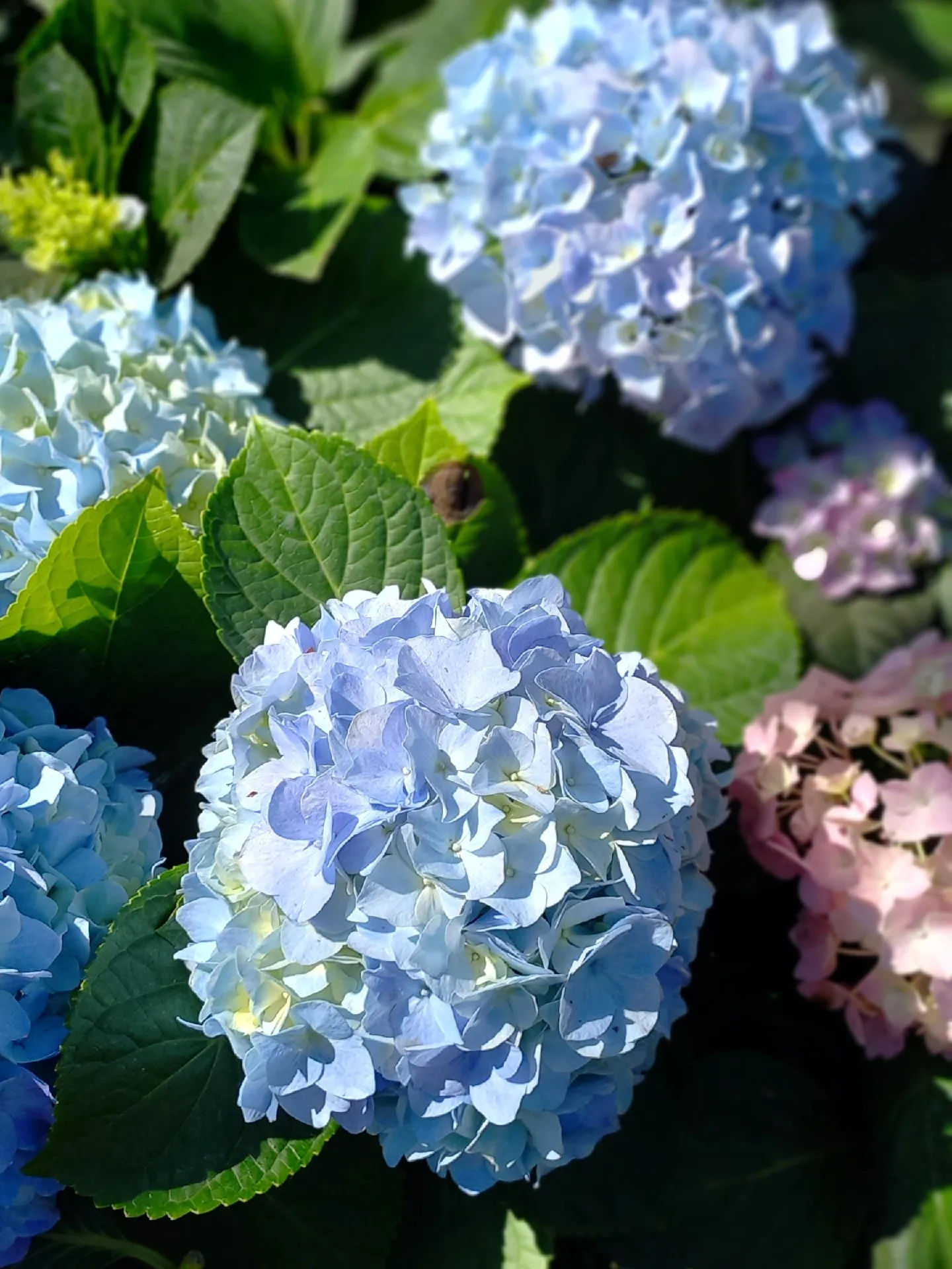 pumpuidluffy โพสต์ผลงานแล้ว ดู | แกลเลอรีที่โพสต์โดย Pumpui D Luffy | Lemon8