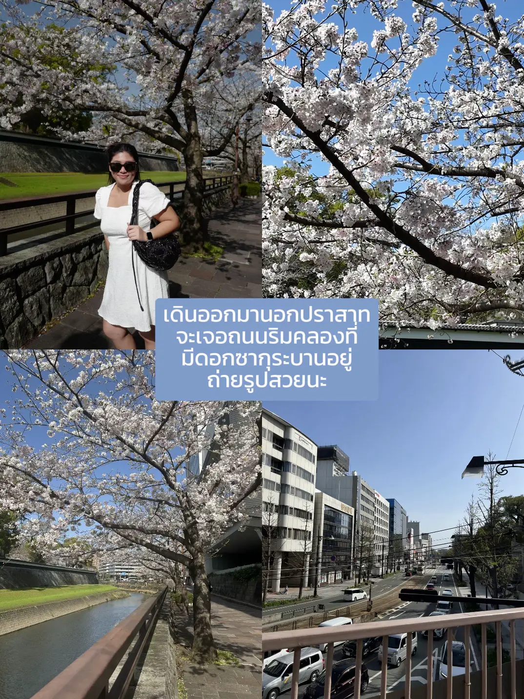 ดูซากุระที่ kumamoto (ฉบับมาเร็วไป) | แกลเลอรีที่โพสต์โดย Fluke_chan | Lemon8