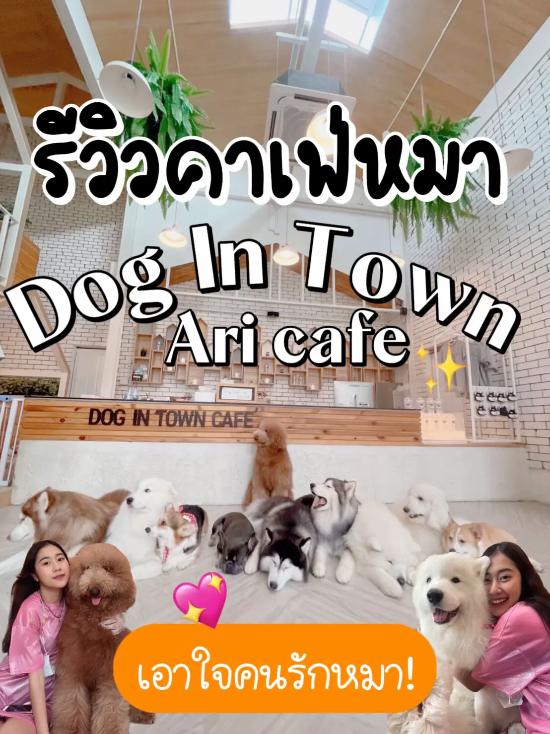 รีวิวคาเฟ่ฮีลใจ Dog in town ari café เอาใจคนรักหมา🐶 | แกลเลอรีที่โพสต์ ...