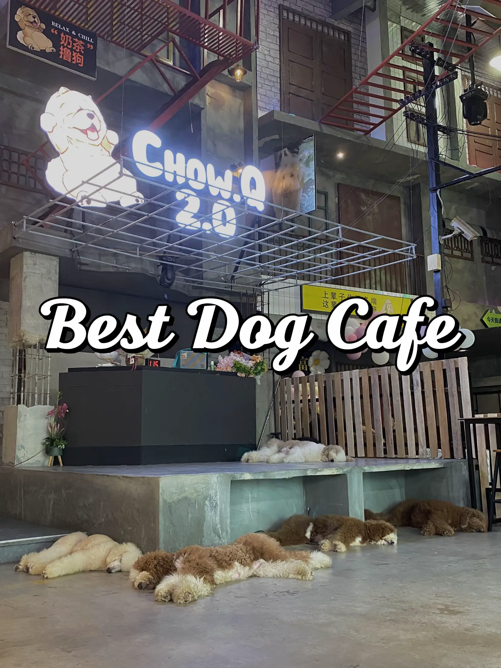 Newest Dog Cafe in JB | Gallery posted by xing | Lemon8