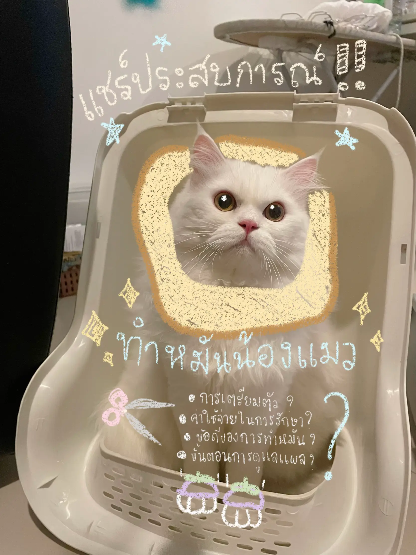 Share the experience. Take the cat for the first vasectomy. 🙀 (male cat ...