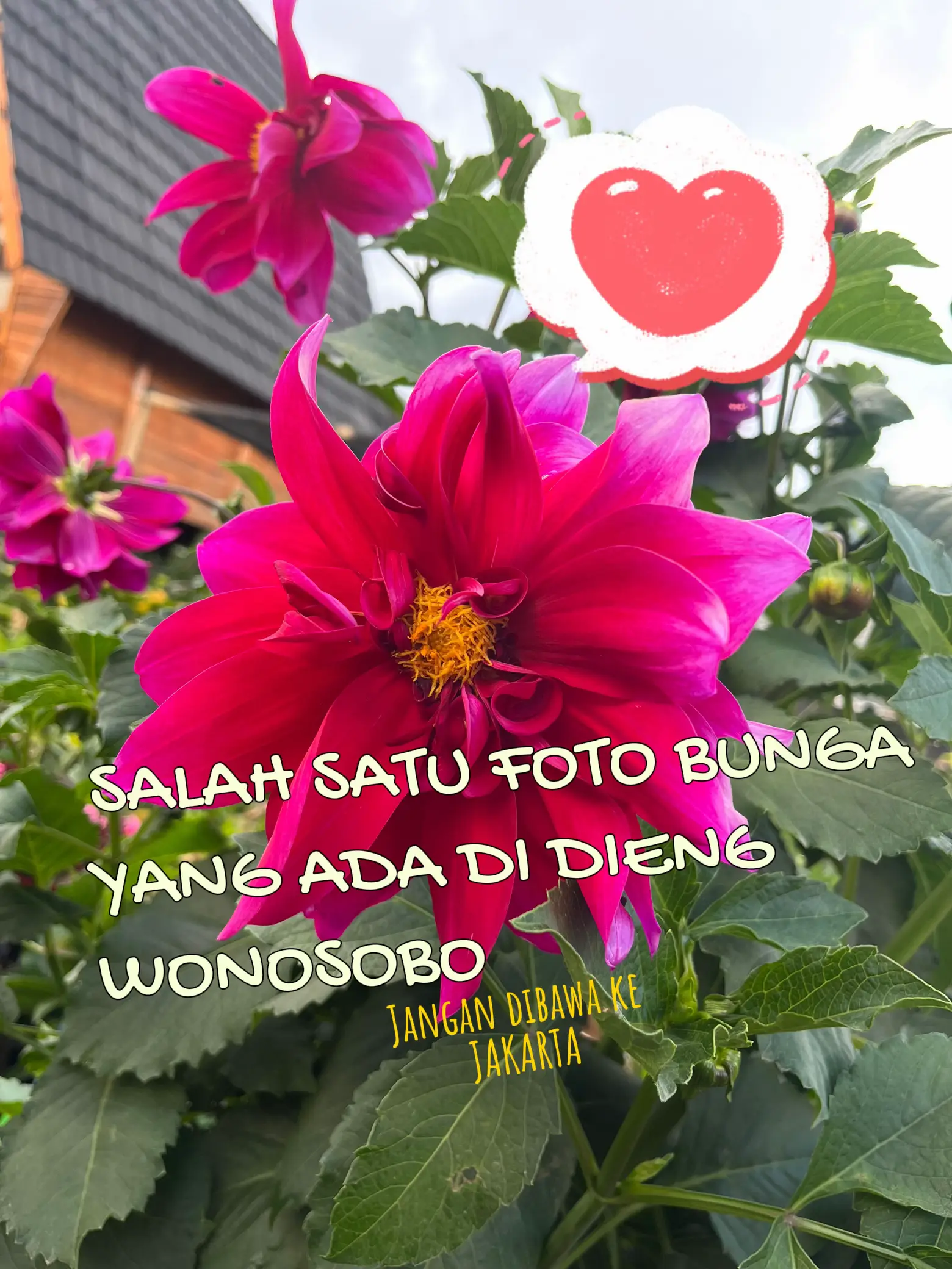 BUNGA yang ga bisa dibawa ke Jakarta | Galeri diposting oleh Taoxin Mom’s | Lemon8