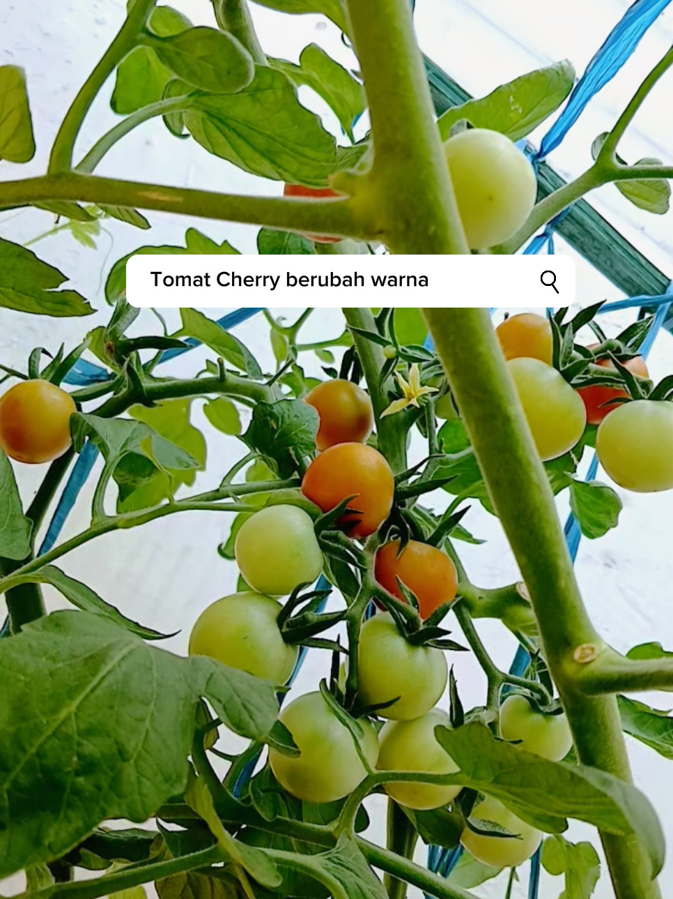 Tomat Cherry mulai berubah warna | Video dipublikasikan oleh ...